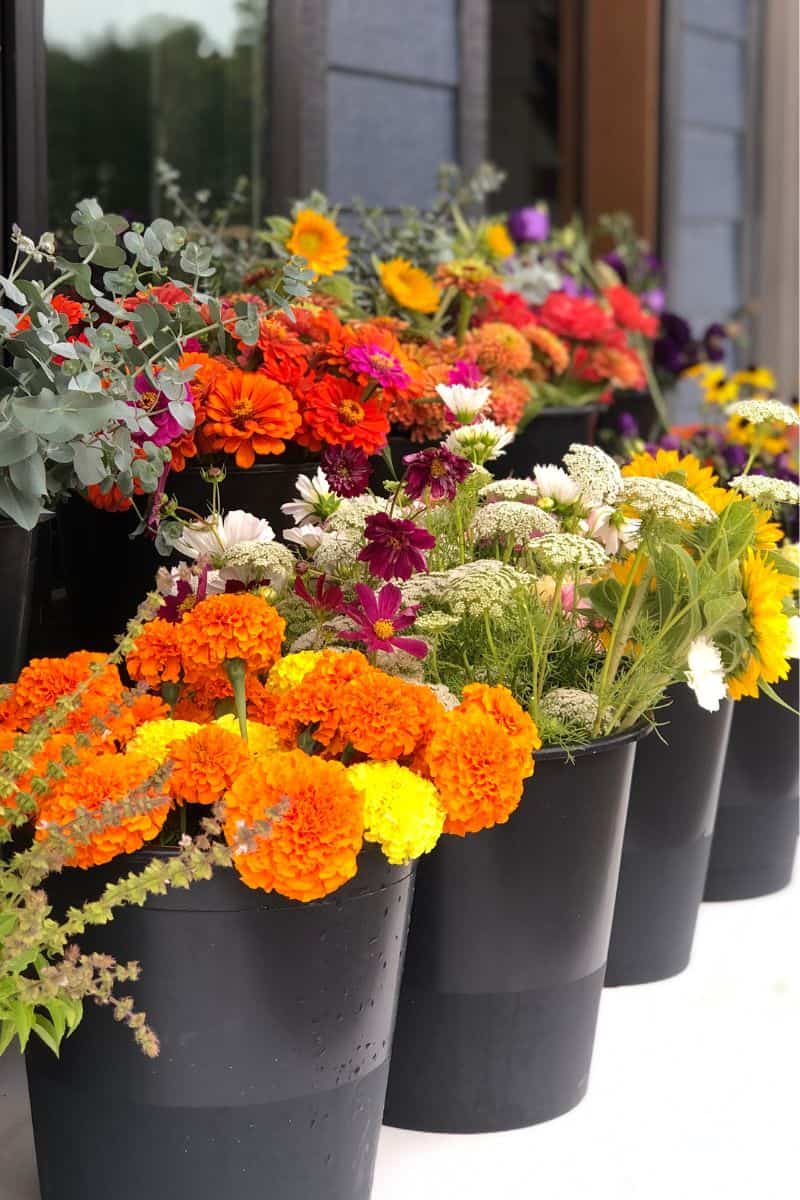 Best Cut Flowers for Beginners - Aberdeen Grows